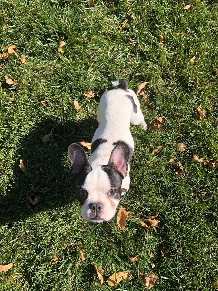 gustov2 - French Bulldog Village