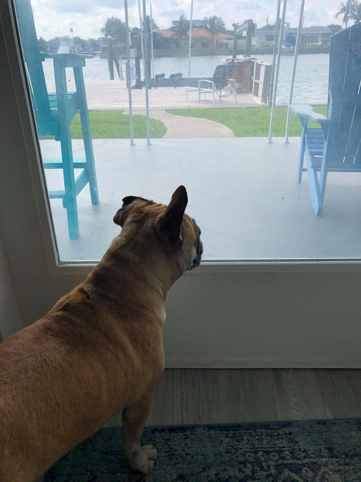 Jersey4 - French Bulldog Village