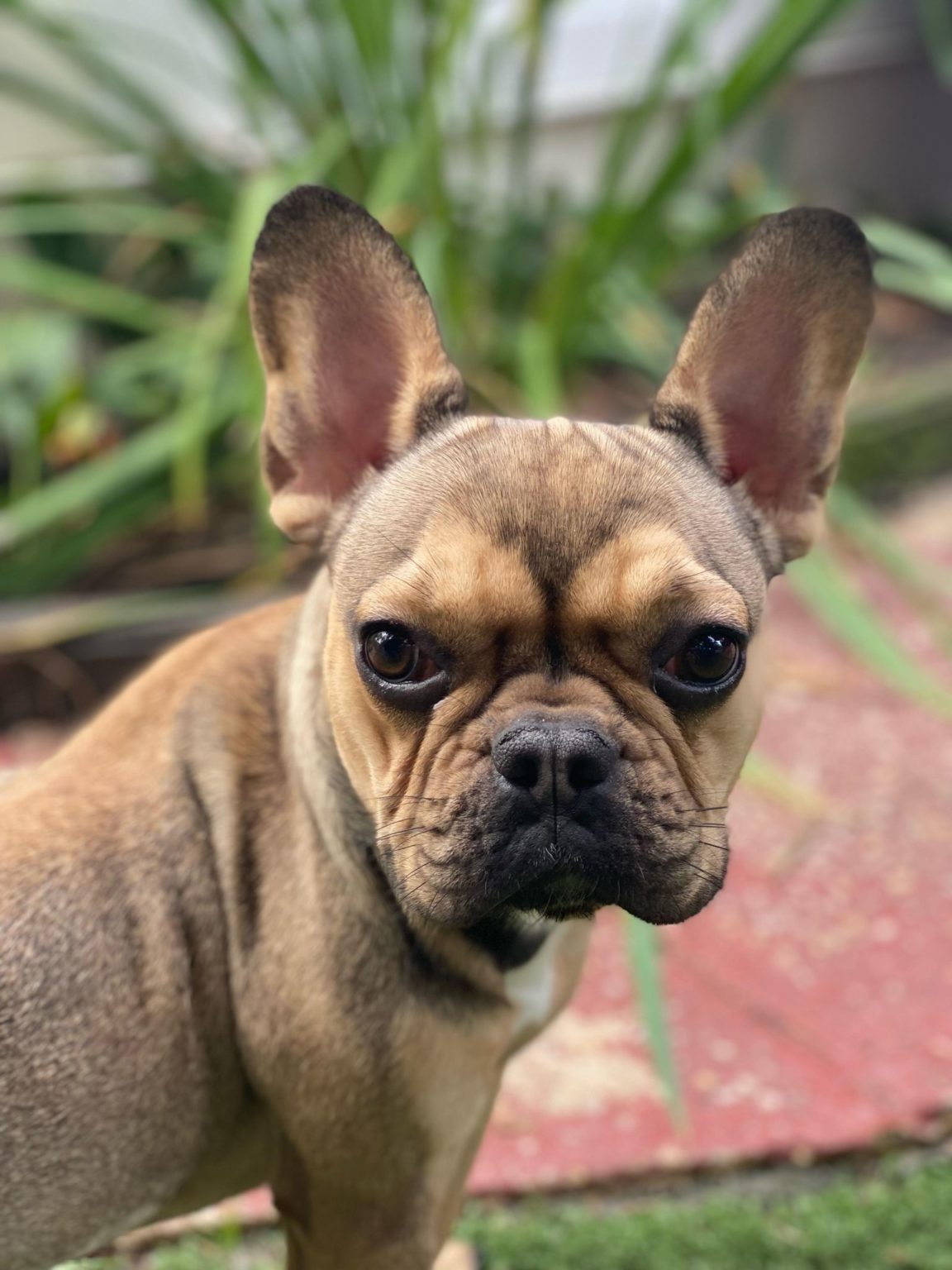 French Bulldog Village Rescue & Adoption: Available Dogs