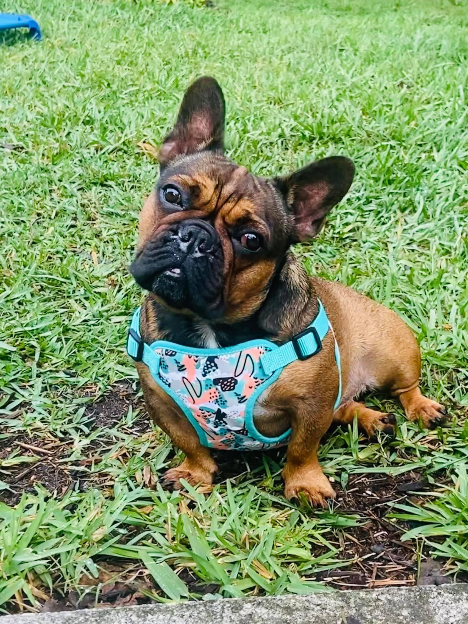 mocha4 - French Bulldog Village