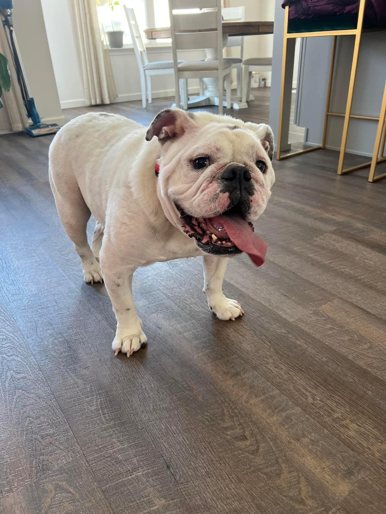 clydeandbruiser3 - French Bulldog Village