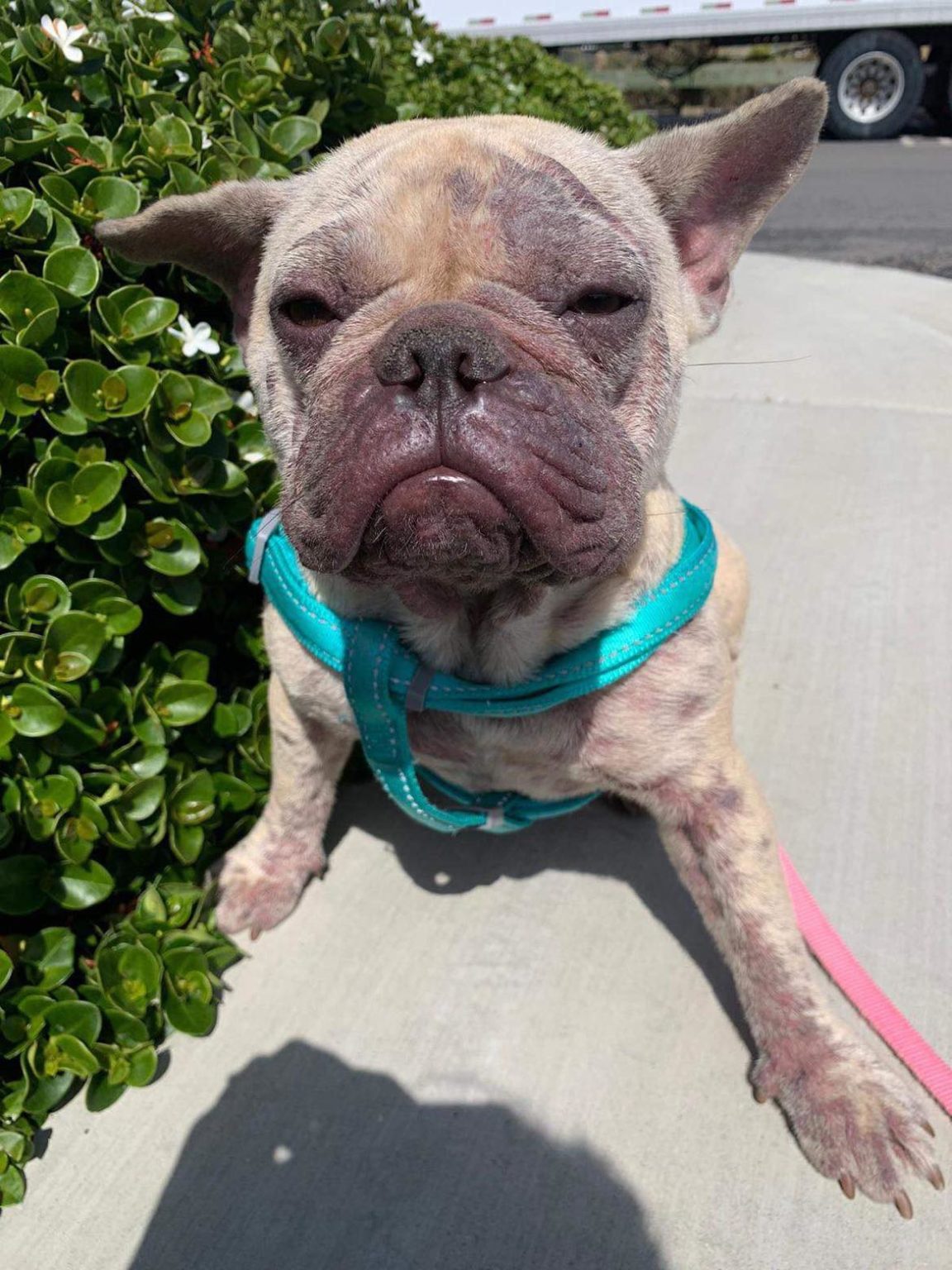 French Bulldog Village Rescue & Adoption: Foster Dogs