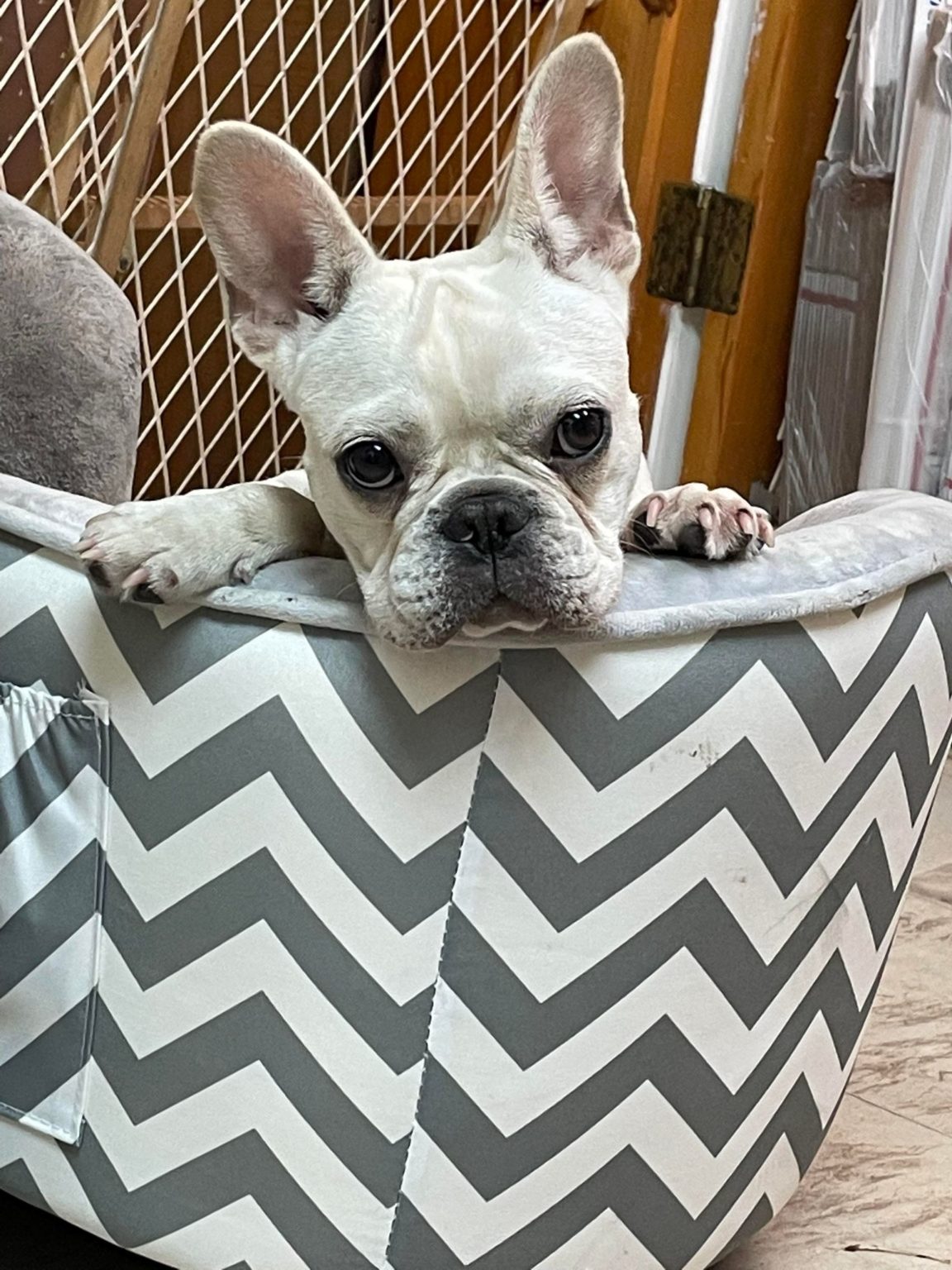 French Bulldog Village Rescue & Adoption: Foster Dogs