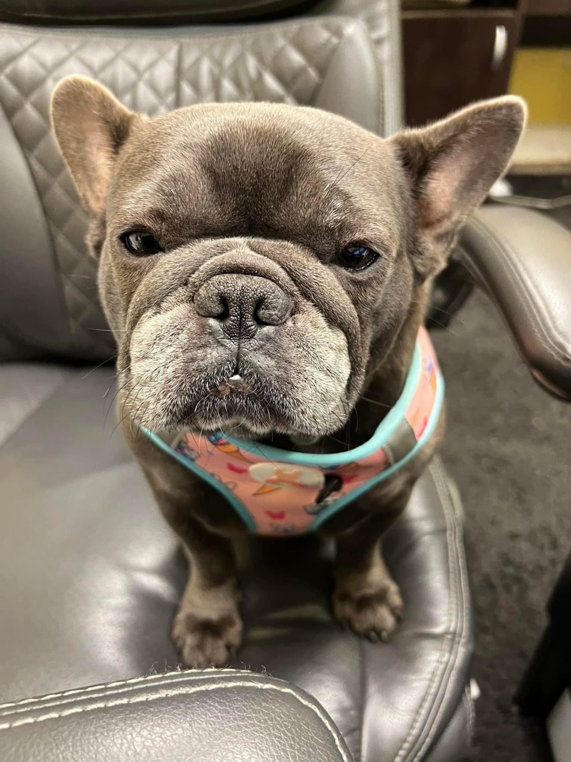 French Bulldog Village Rescue & Adoption: Available Dogs