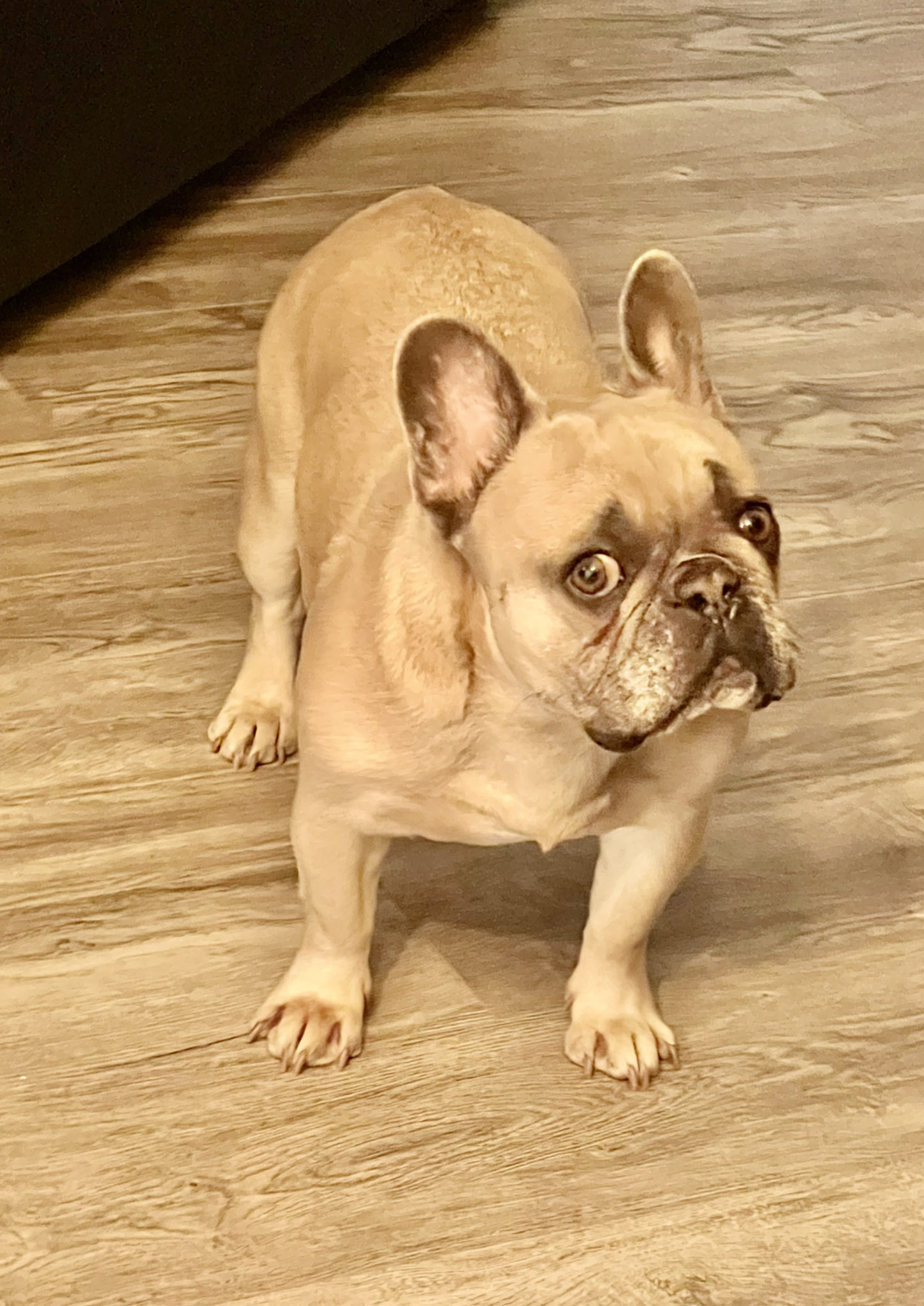 French Bulldog Village Rescue & Adoption: Available Dogs