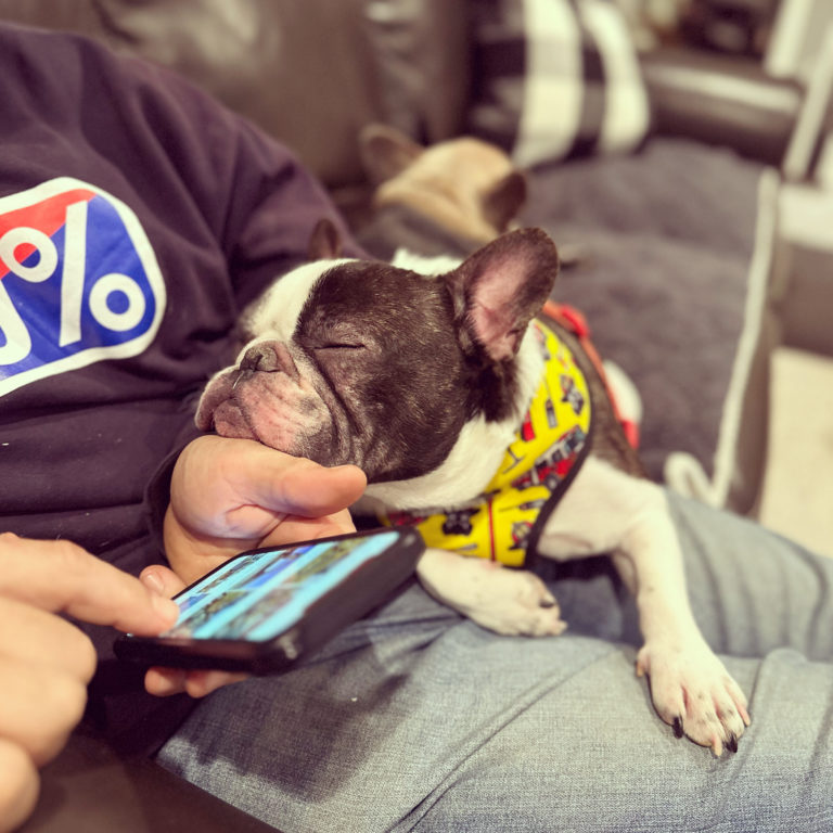 Simba in Massachusetts- ADOPTED!! - French Bulldog Village