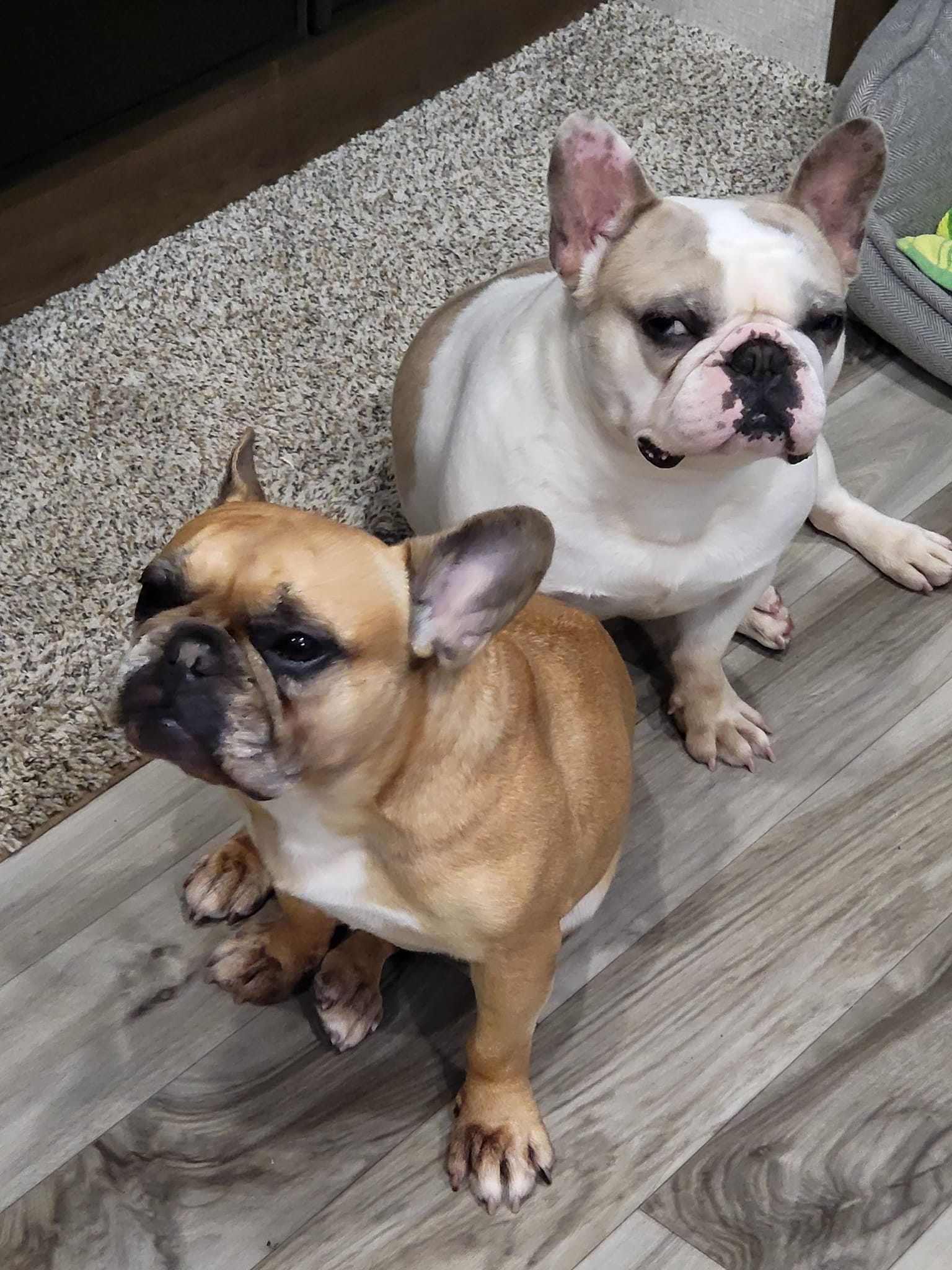 Bo8 - French Bulldog Village