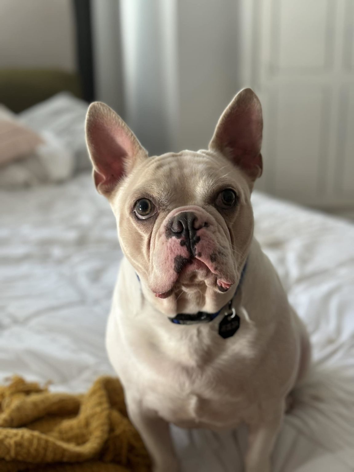French Bulldog Village Rescue & Adoption: Foster Dogs