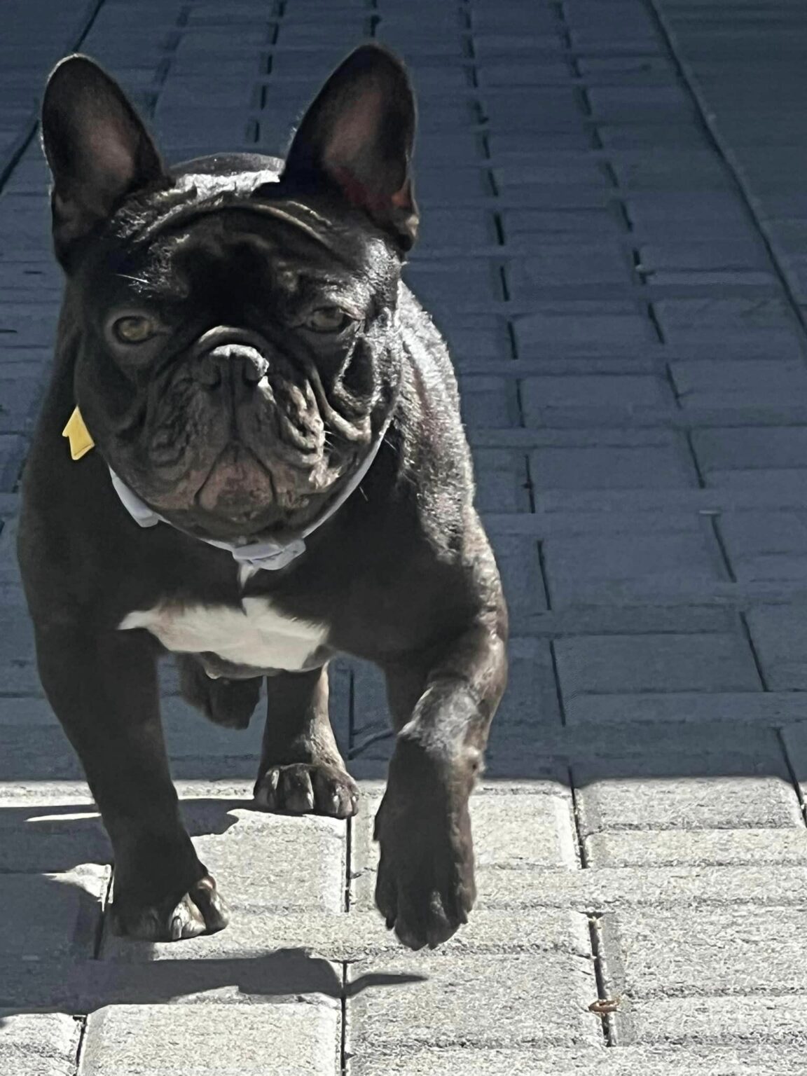 Cora in Arizona- UNDER APPLICATION REVIEW! - French Bulldog Village