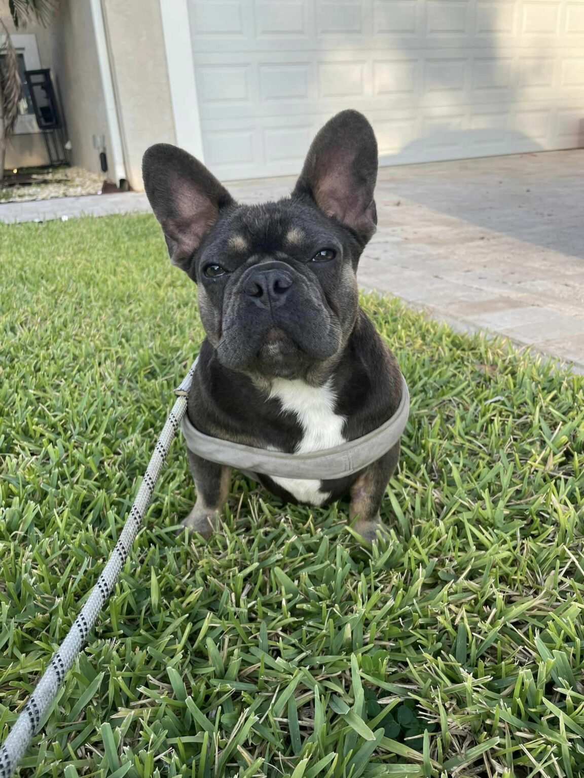 French Bulldog Village Rescue & Adoption: Foster Dogs
