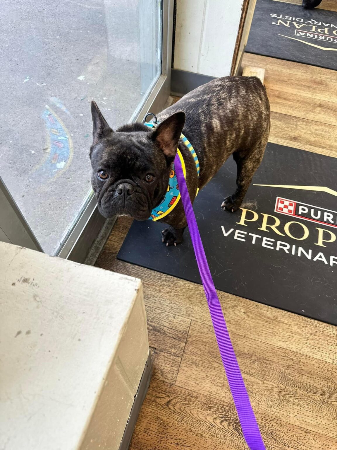 French Bulldog Village Rescue & Adoption: Foster Dogs