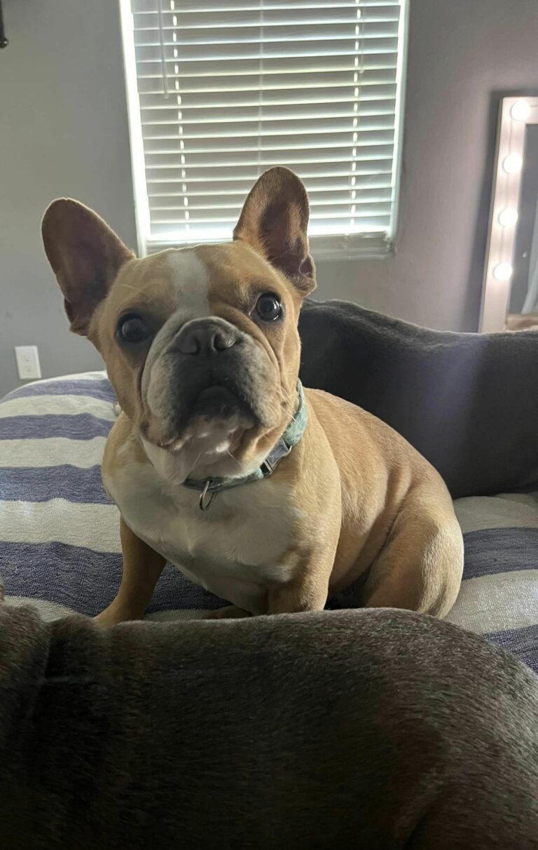 French Bulldog Village Rescue & Adoption: Foster Dogs