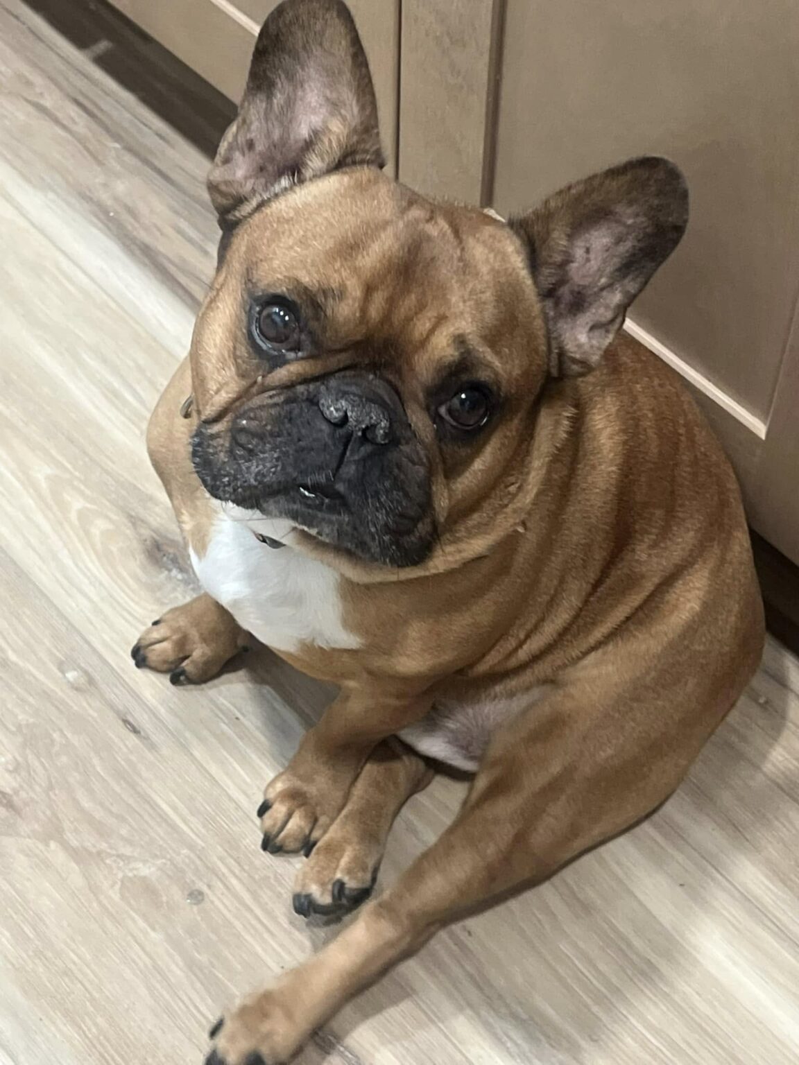 French Bulldog Village Rescue & Adoption: Foster Dogs