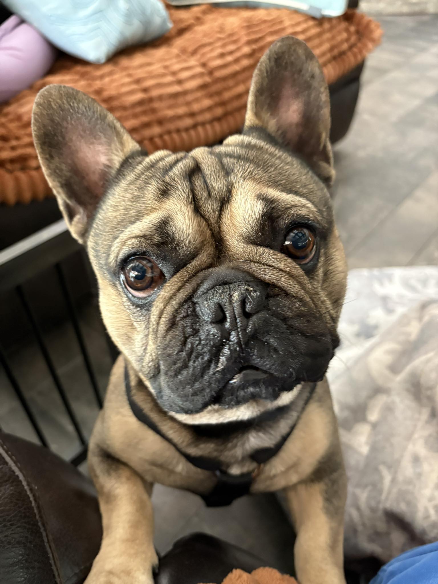 Victor in Florida- UNDER APPLICATION REVIEW! - French Bulldog Village