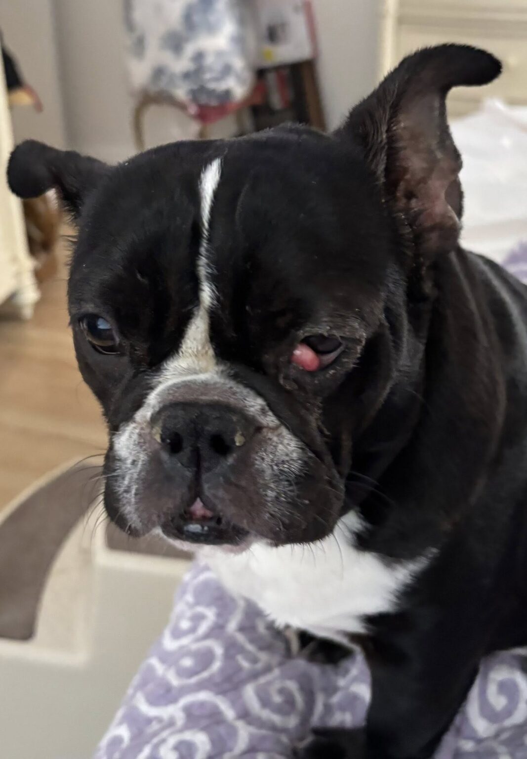 French Bulldog Village Rescue & Adoption: Foster Dogs
