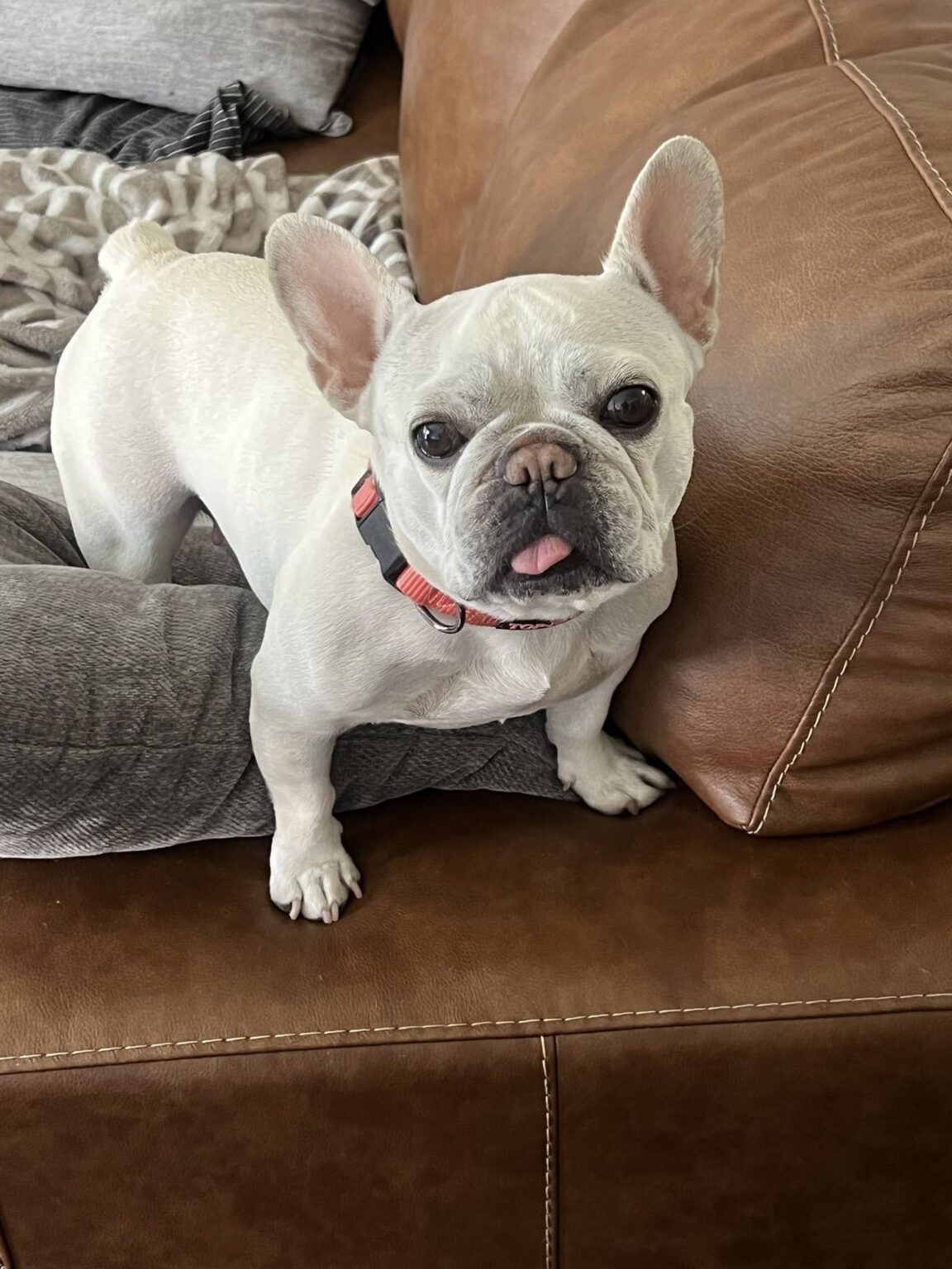 French Bulldog Village Rescue & Adoption: Foster Dogs