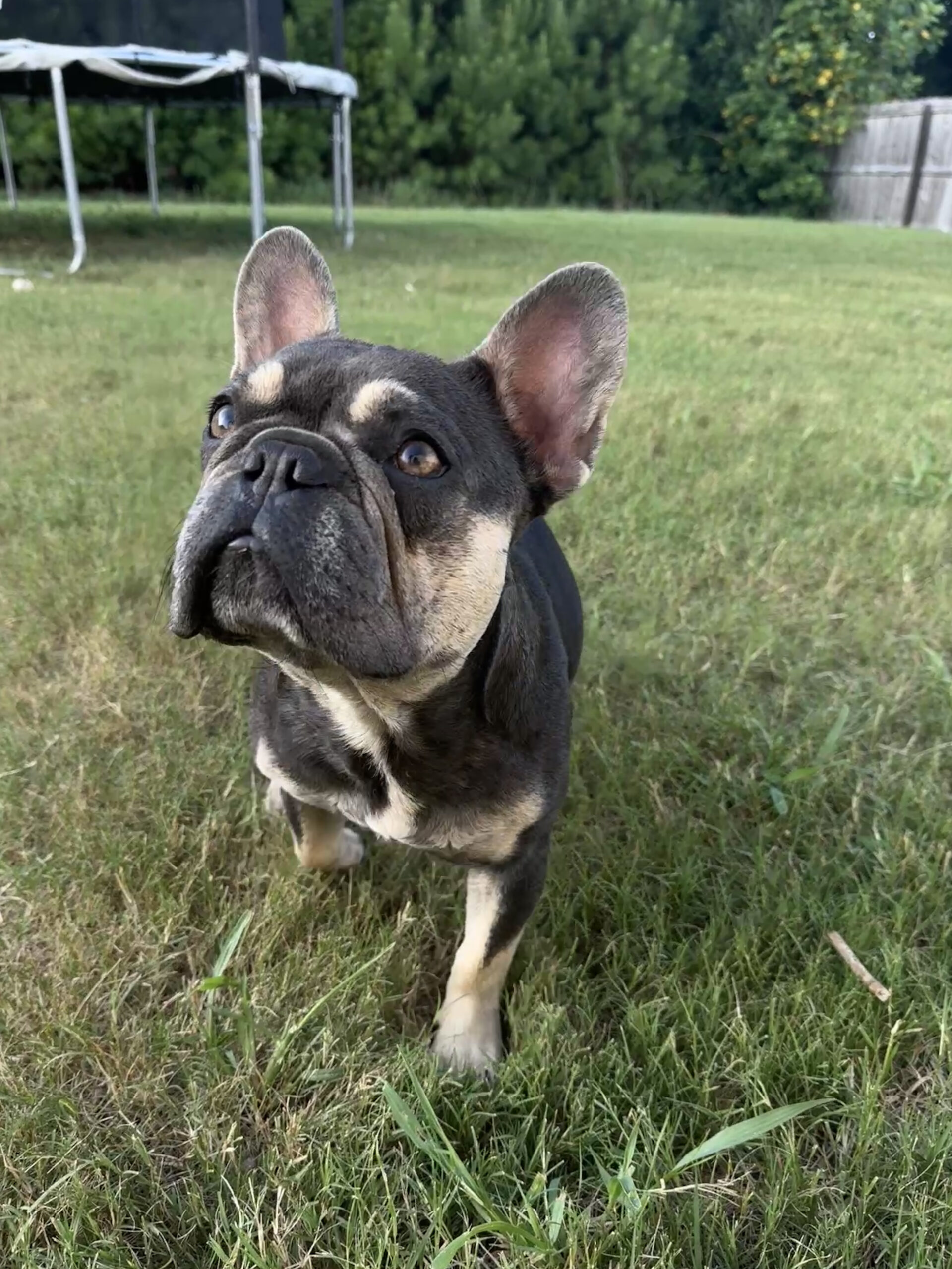 Princess in Georgia- UNDER APPLICATION REVIEW! - French Bulldog Village